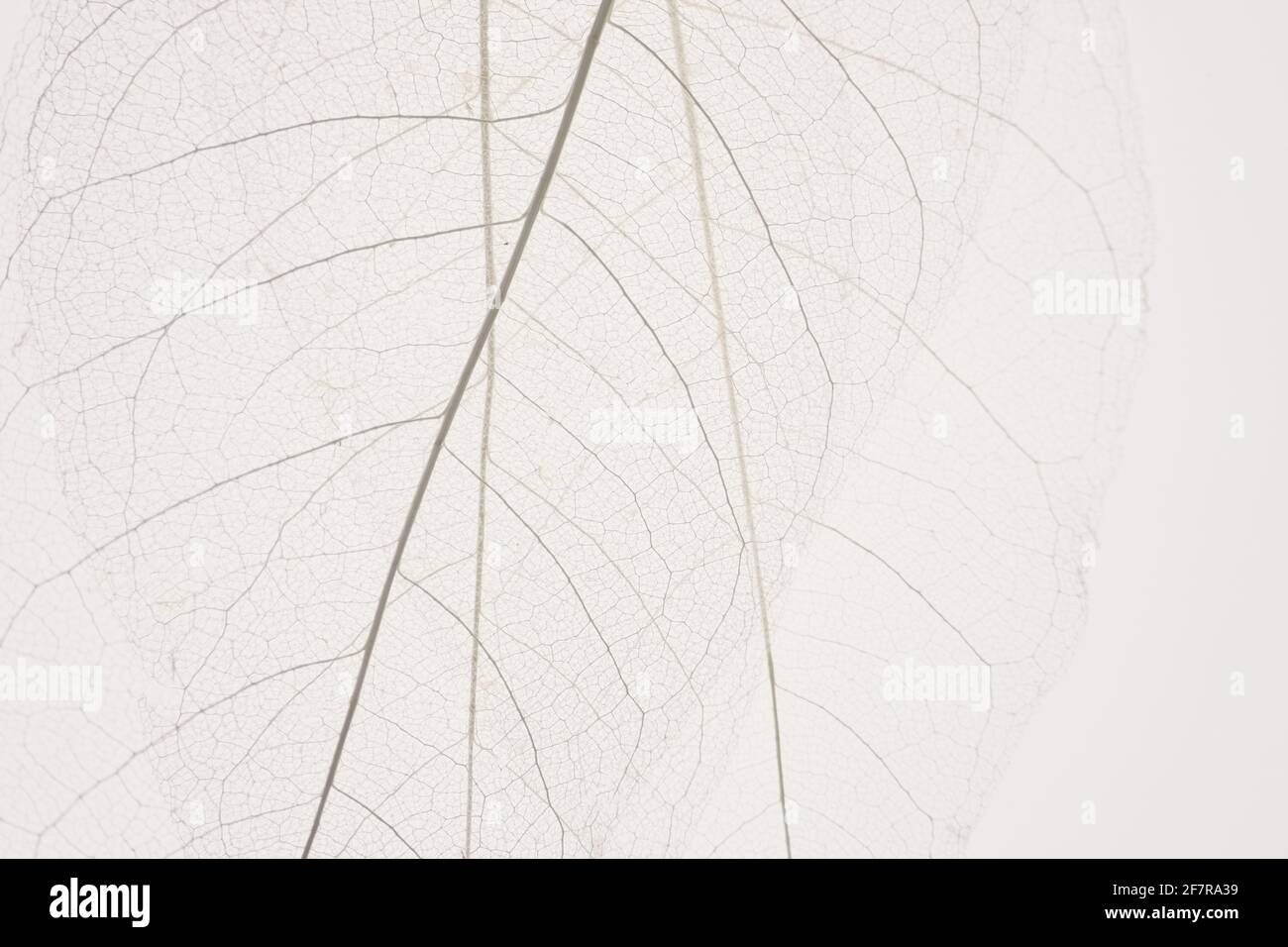 Skeleton leaves hi-res stock photography and images - Alamy