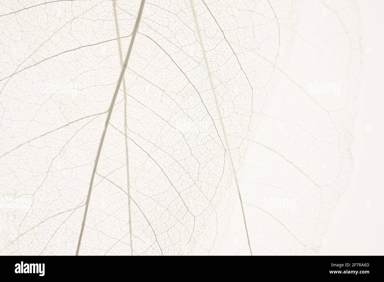 skeleton leaves background. White skeletonized leaf on beige background ...