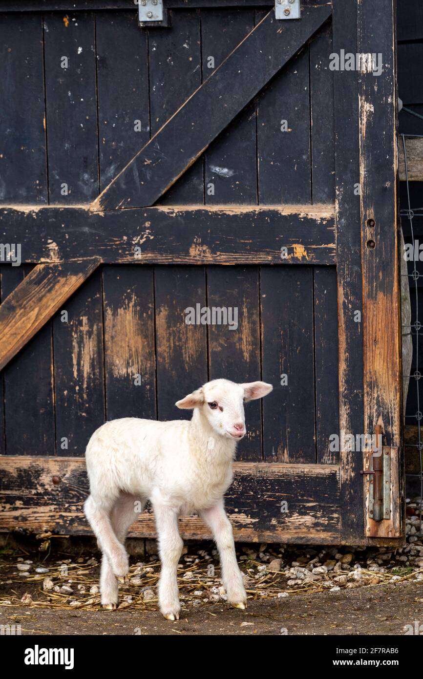 Newborn Dutch lamb in front of a sheep shed Stock Photo - Alamy