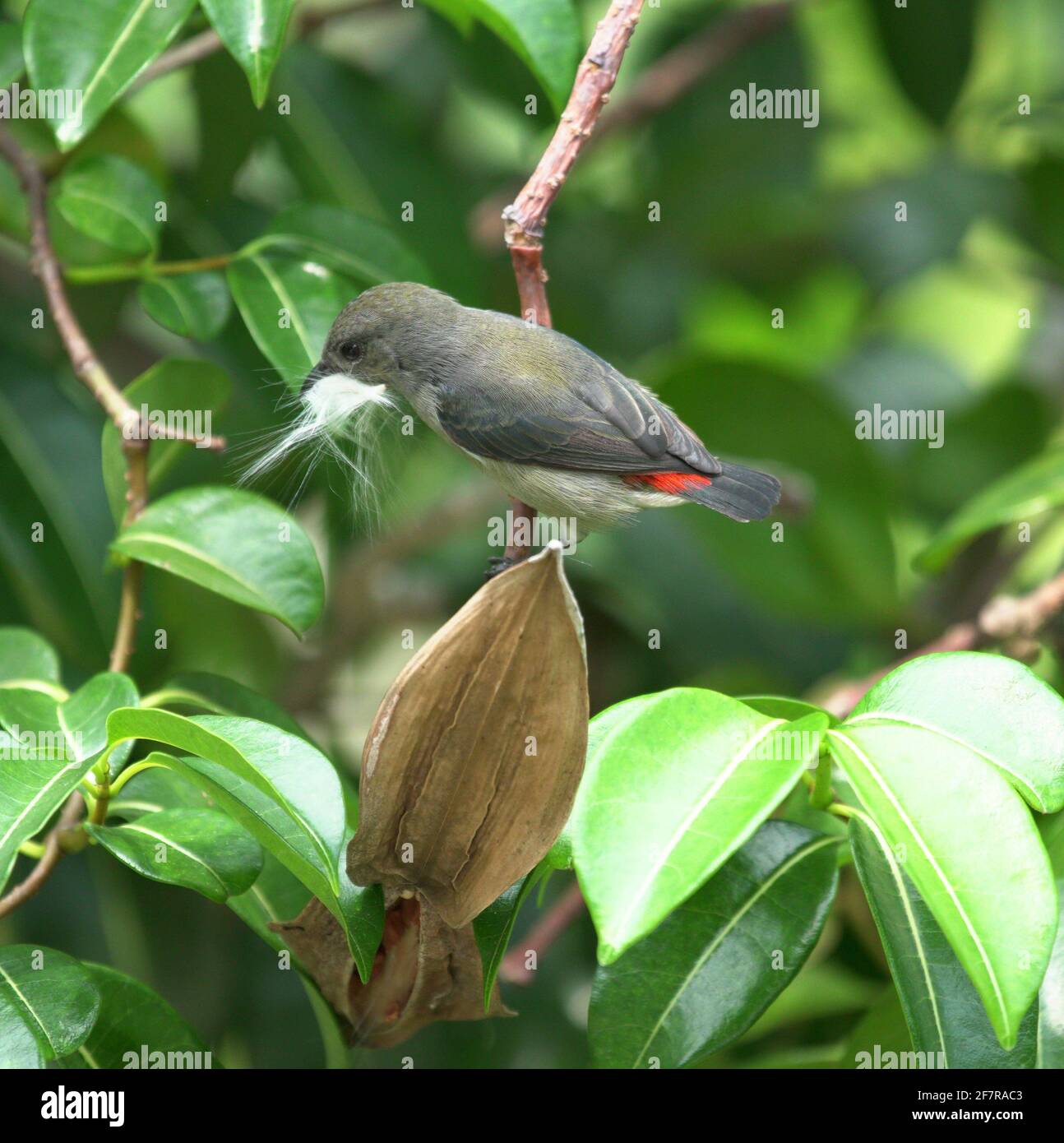 Closeup shot forest narrow hi-res stock photography and images - Alamy