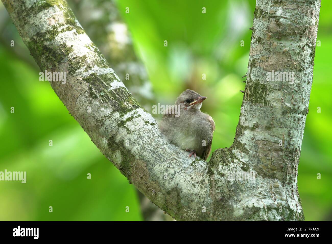 Small fluffy gray bird sitting in between two tree stems looking to the ...