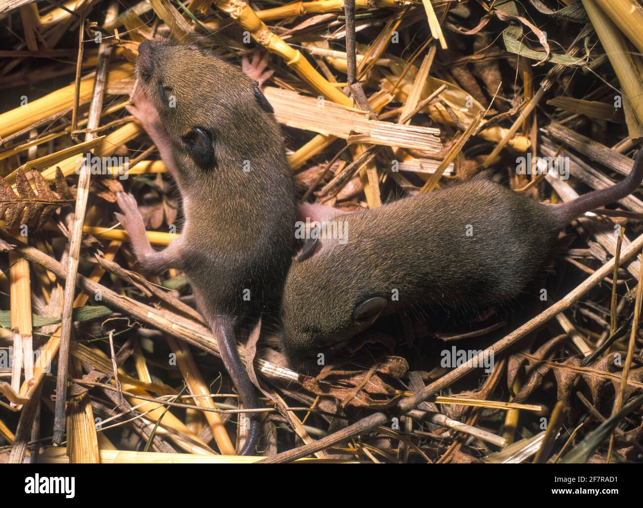Mouse Nest High Resolution Stock Photography and Images - Alamy