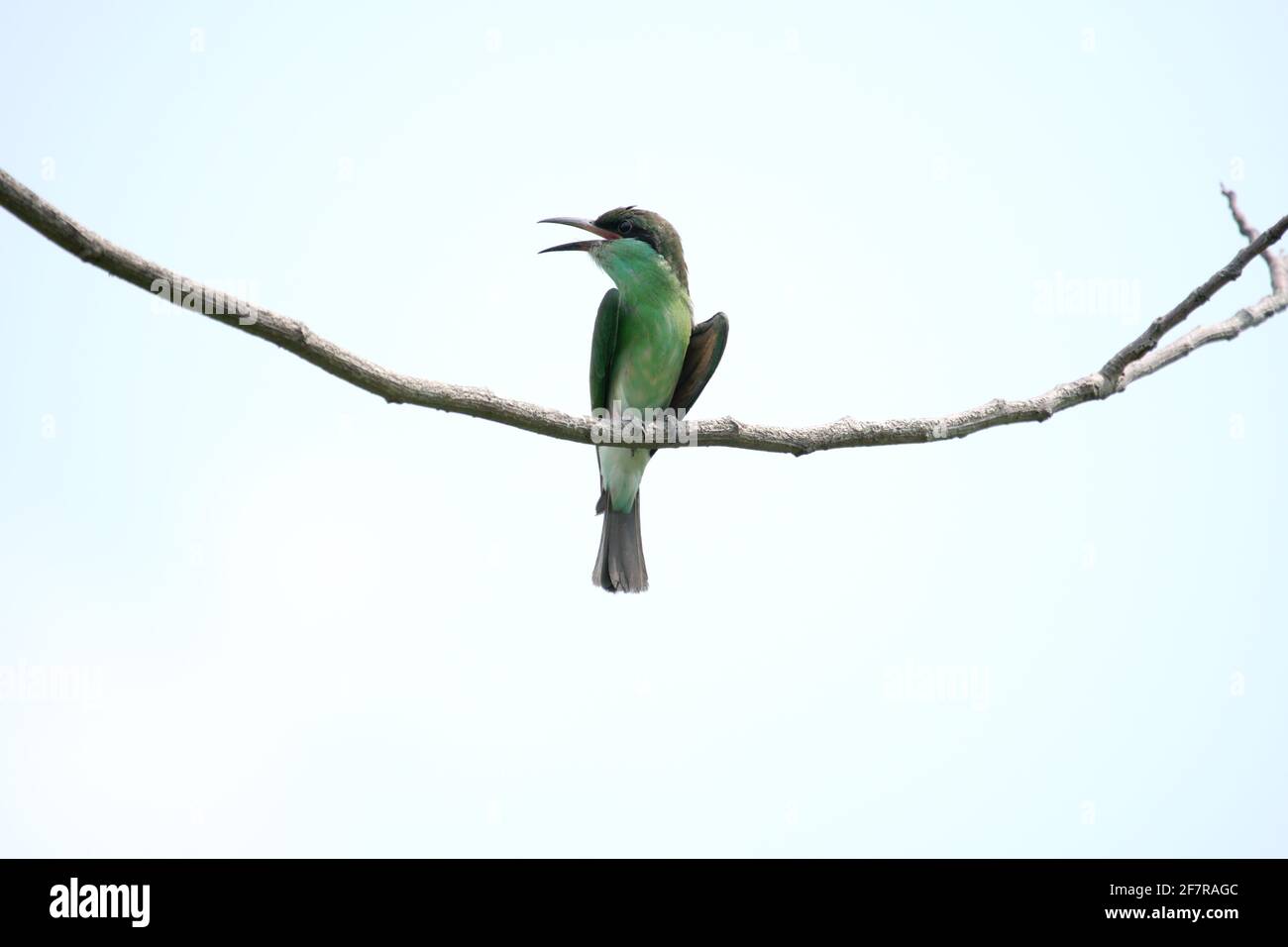 Small bird with green belly sitting on a singular thin branch looking ...