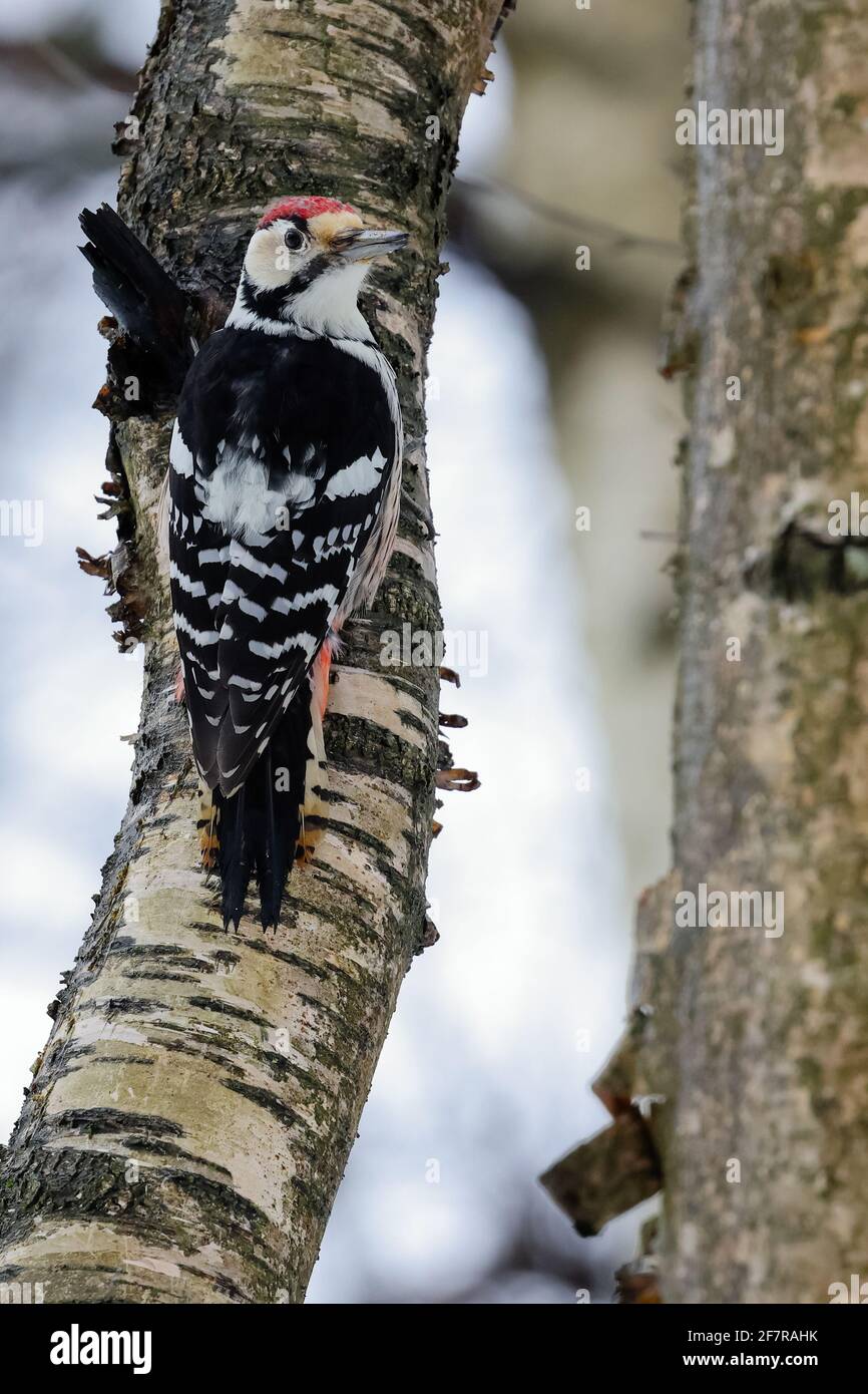 Species black backed woodpecker hi-res stock photography and images - Alamy