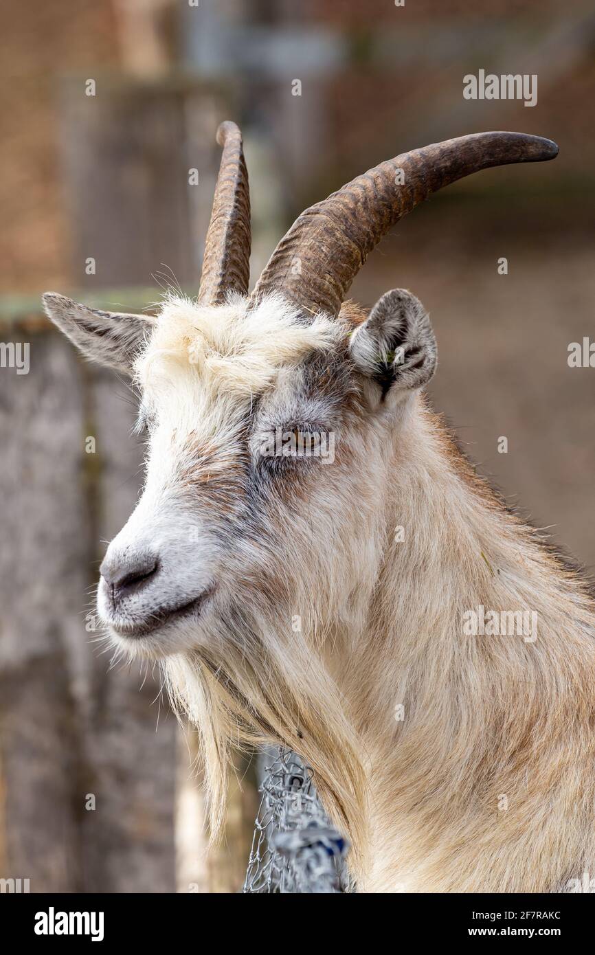 Domestic Dutch Landrace goat with horns in front of a sheep shed Stock ...