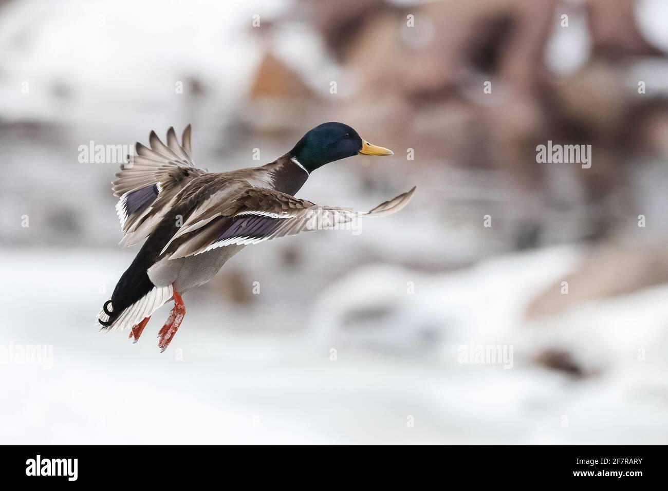 Male mallard flies hi-res stock photography and images - Alamy