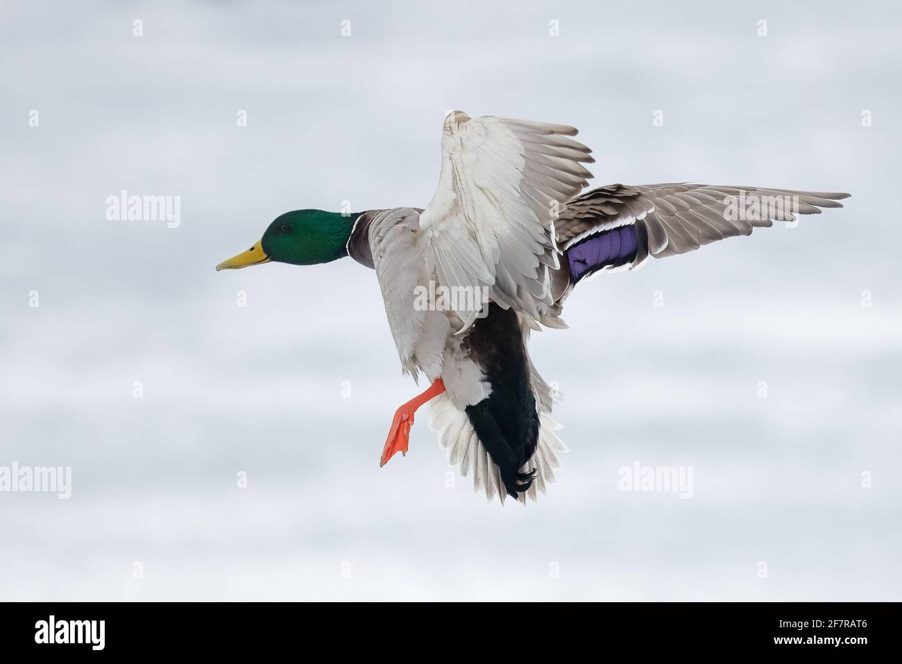 Male mallard flies hi-res stock photography and images - Alamy