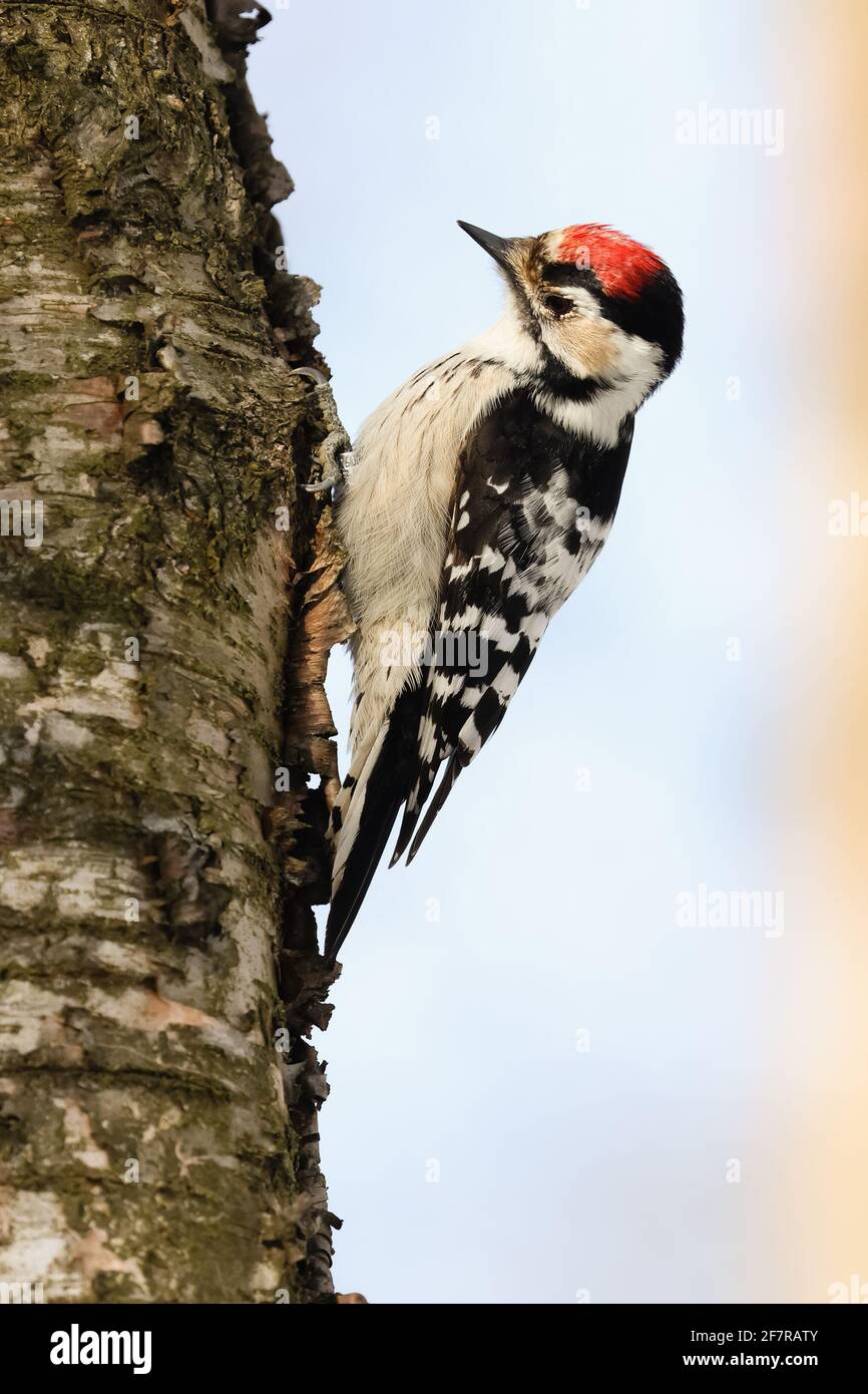 Lesser Spotted Woodpecker Stock Photo - Alamy
