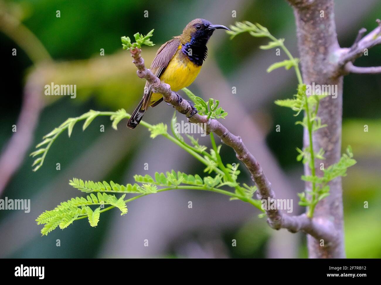 Closeup of a yellow-bellied bird sitting on a thin branch with a few ...