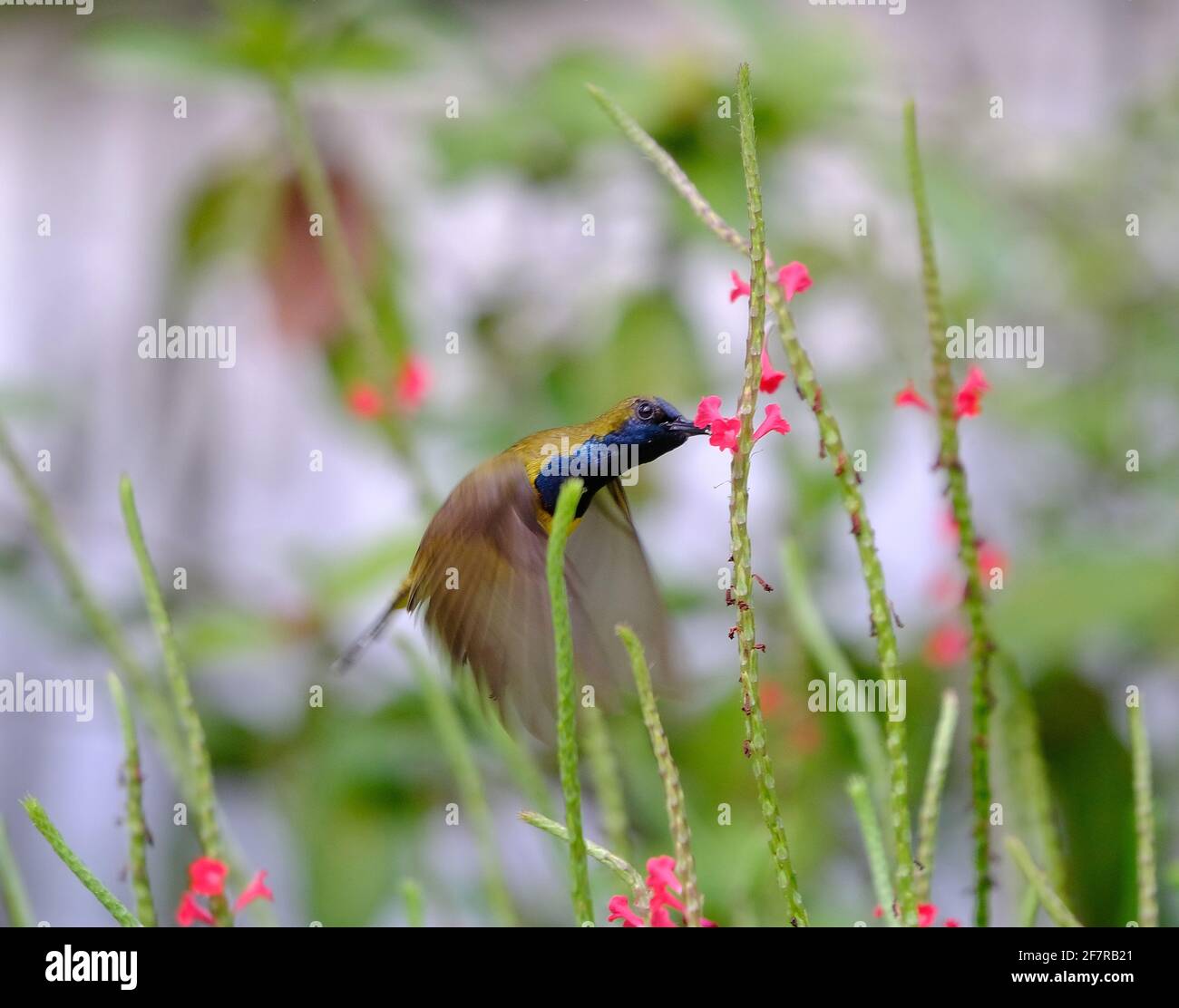 Petite bird picking at small pink flowers growing on tall, thin plants ...
