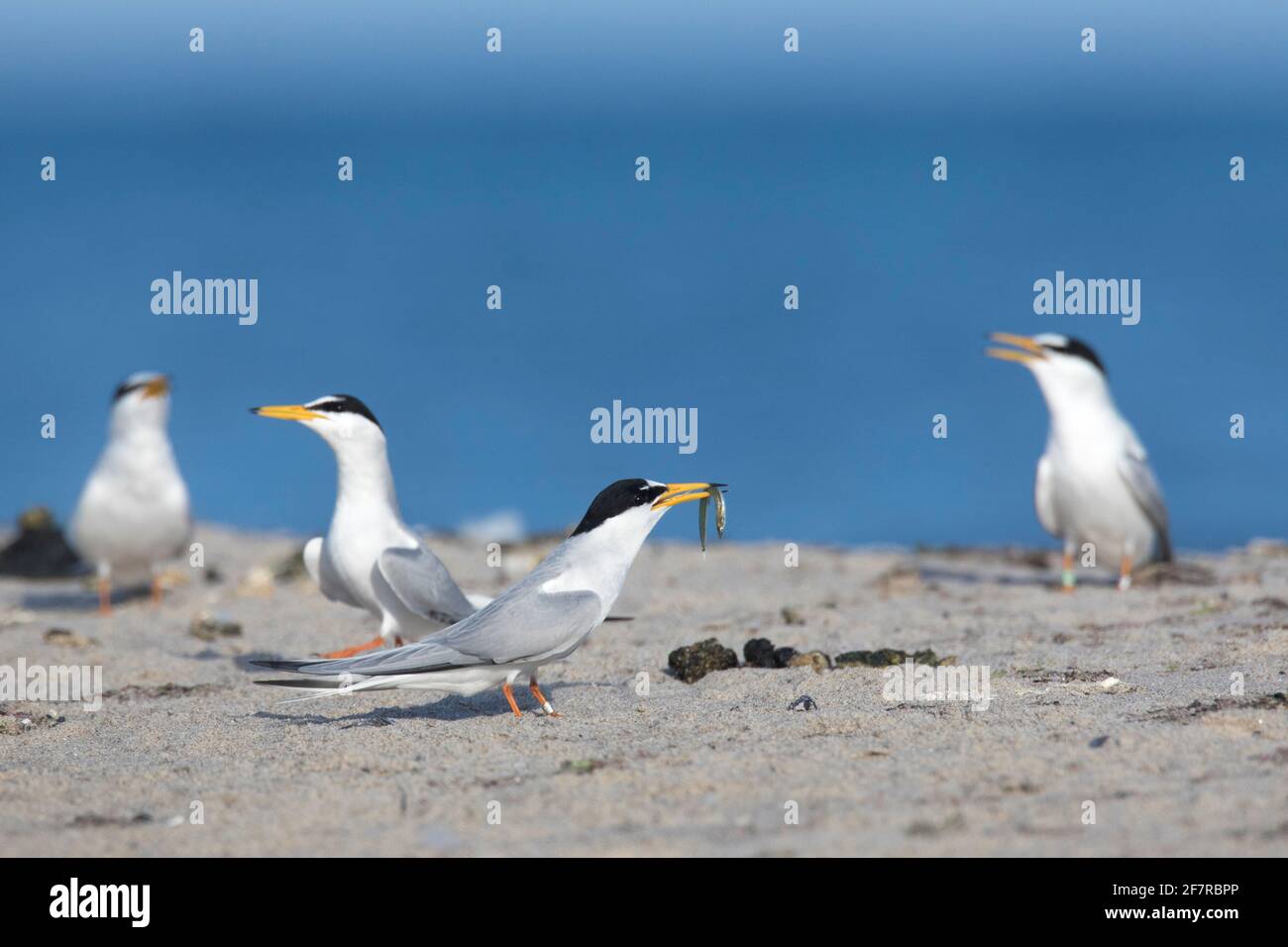 Little tern (Sternula albifrons / Sterna albifrons) male offering sand ...