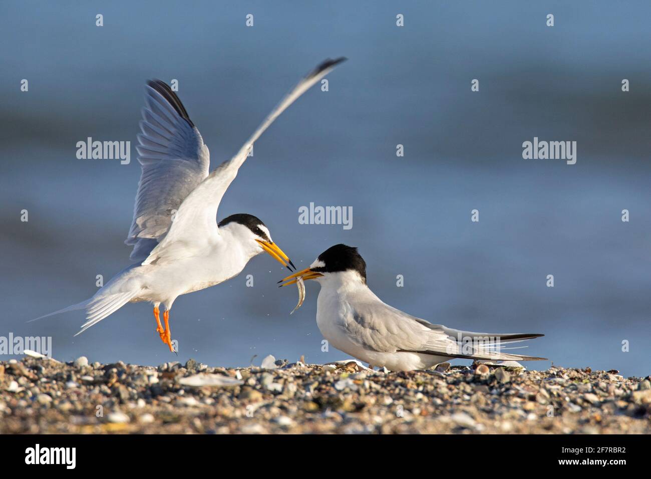 Little tern (Sternula albifrons / Sterna albifrons) male offering sand ...