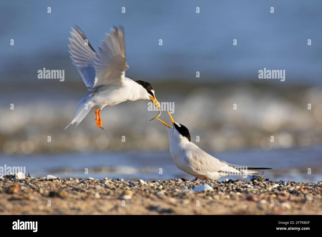 Two little terns hi-res stock photography and images - Alamy