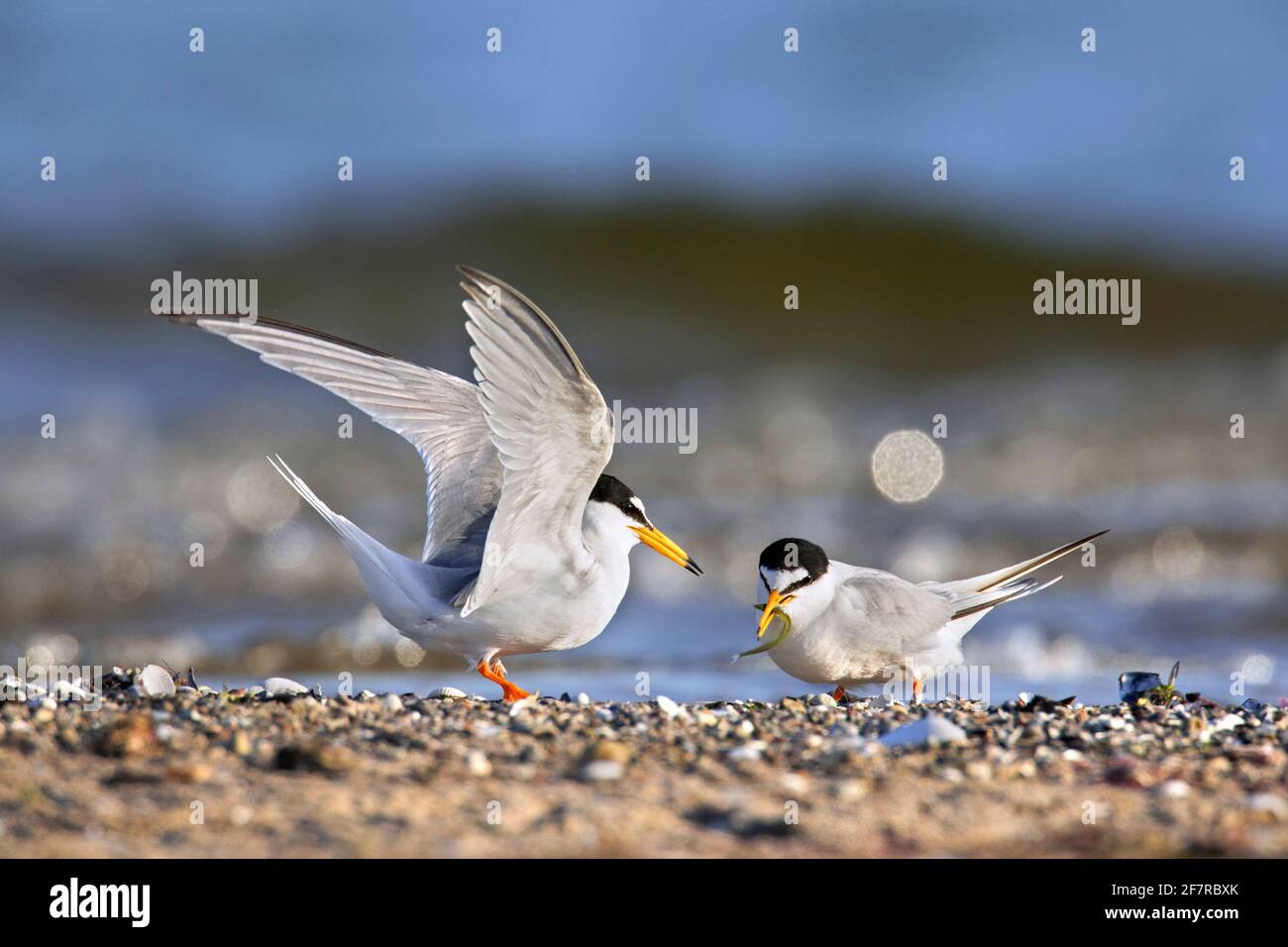 Little tern (Sternula albifrons / Sterna albifrons) male offering sand ...