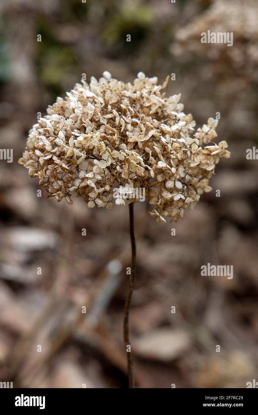 Dead Hydrangea flower head Stock Photo - Alamy