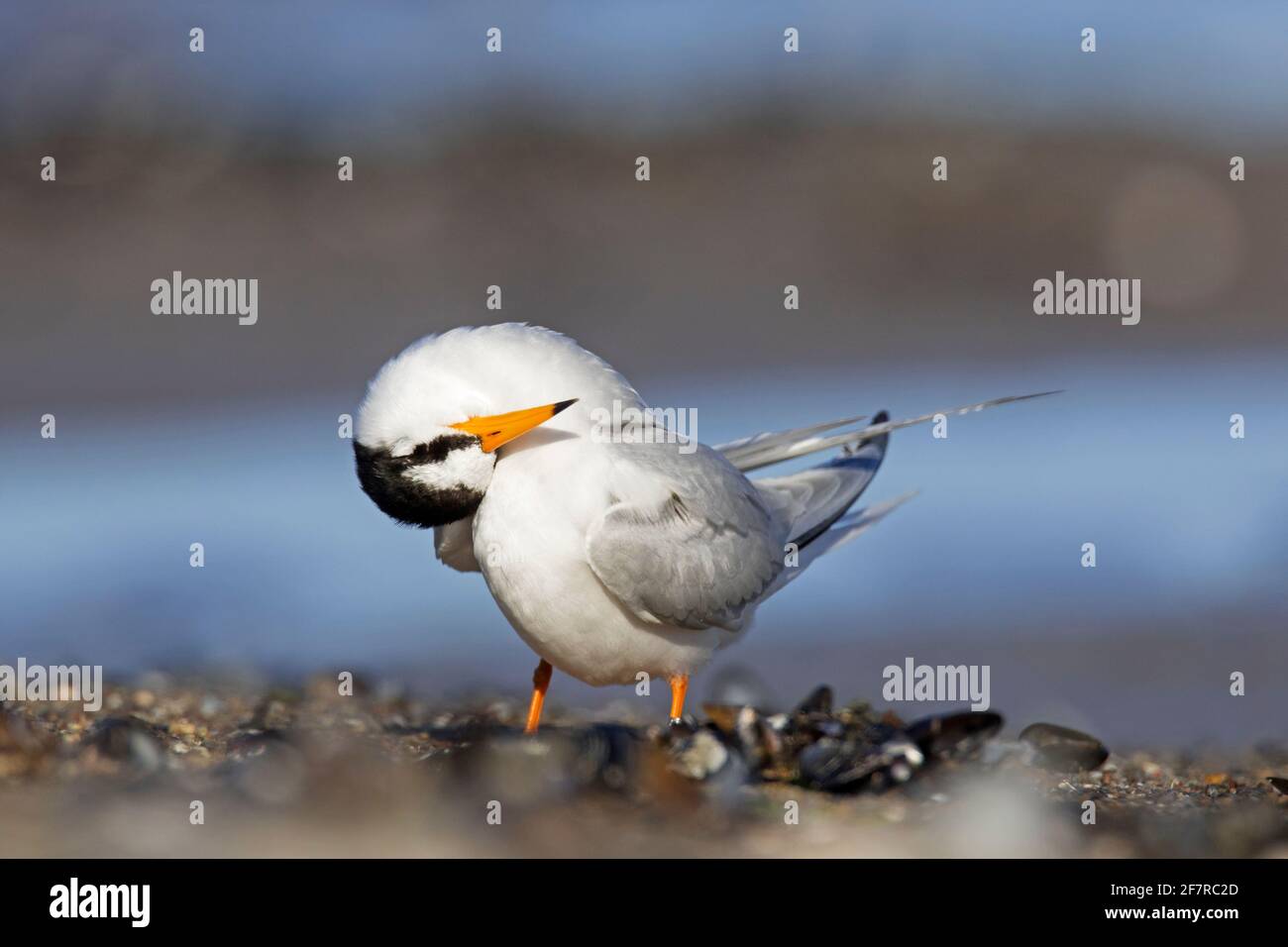 Little tern (Sternula albifrons / Sterna albifrons) preening feathers ...