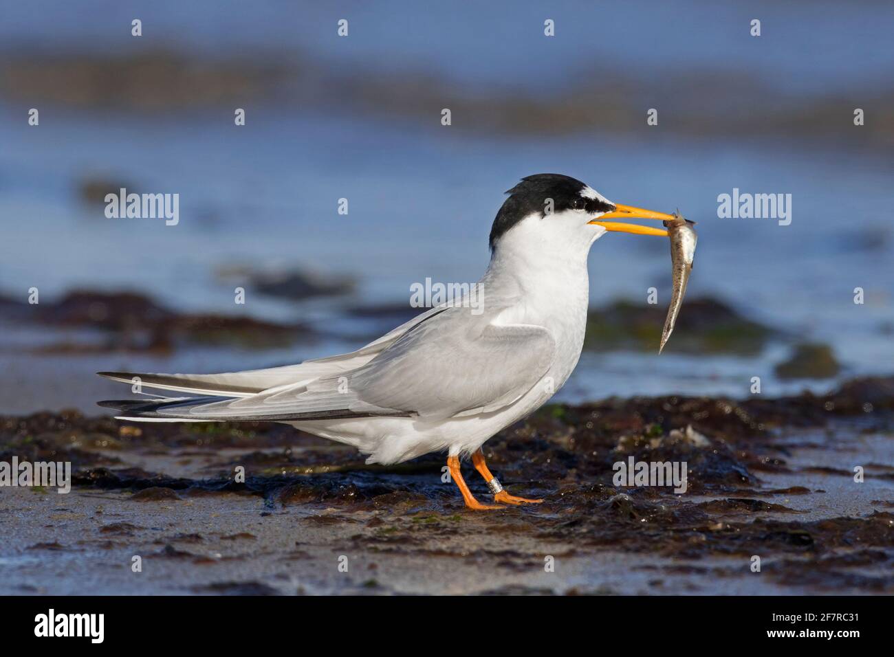 Little tern (Sternula albifrons / Sterna albifrons) with fish prey in ...