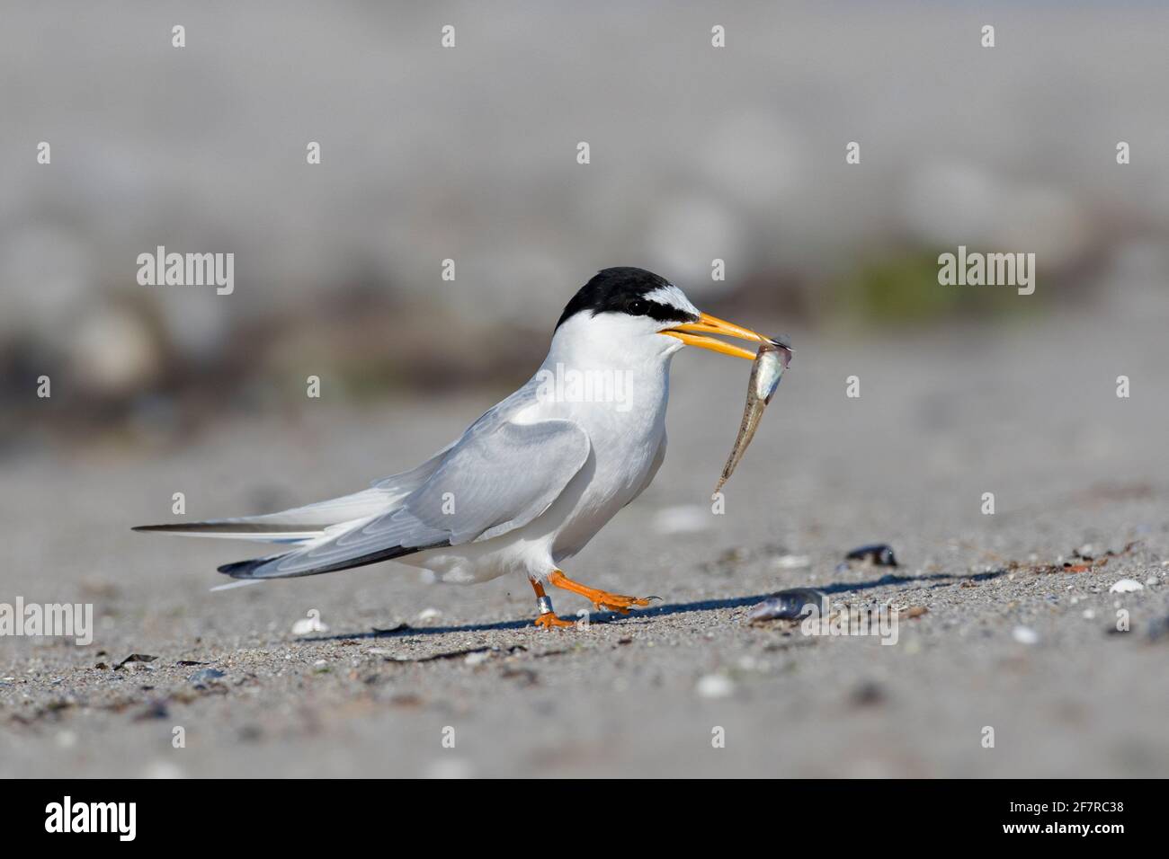 Little tern (Sternula albifrons / Sterna albifrons) with fish prey in ...