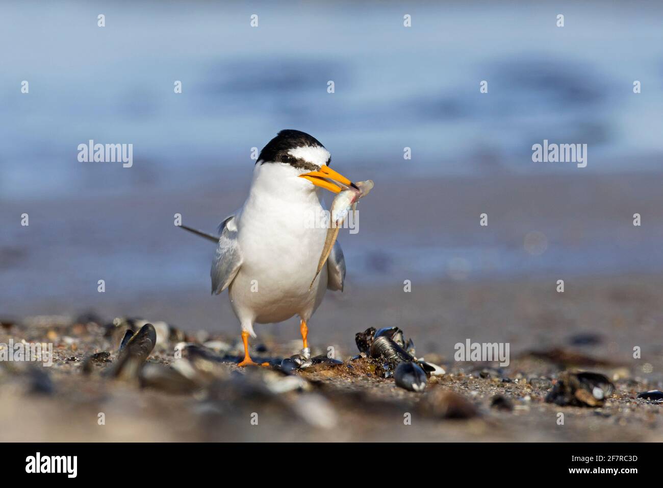 Little tern (Sternula albifrons / Sterna albifrons) with fish prey in ...