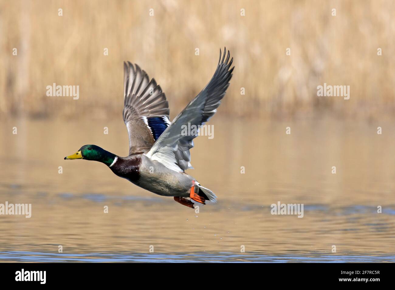 Mallard (Anas platyrhynchos) male duck / drake taking off from water of ...