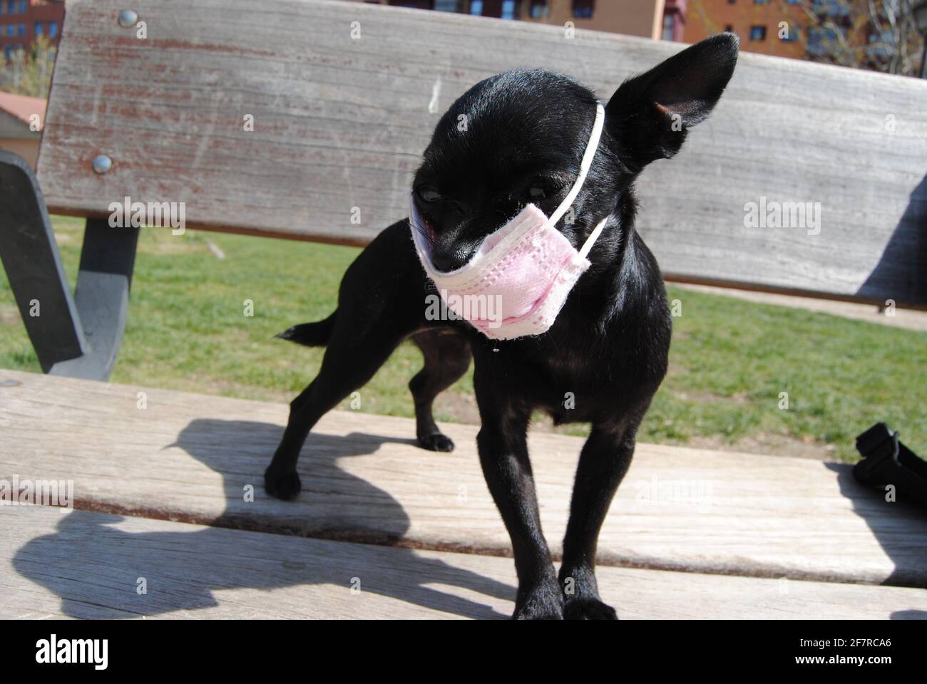 Adorable chihuahua dog wearing mask hi-res stock photography and images ...