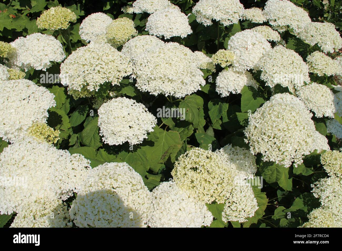 blooming plants in a garden in france Stock Photo - Alamy