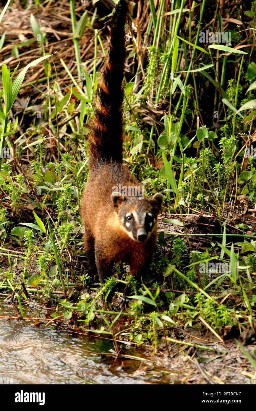 Zoologist wild animals hi-res stock photography and images - Alamy