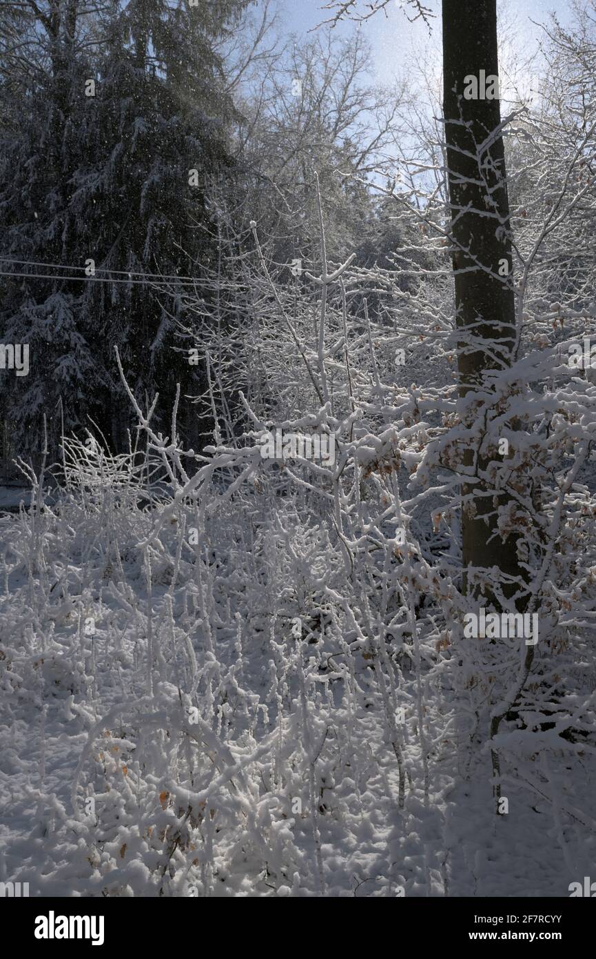 Windy forest with fresh snow and hoarfrost in back light, Bavaria ...
