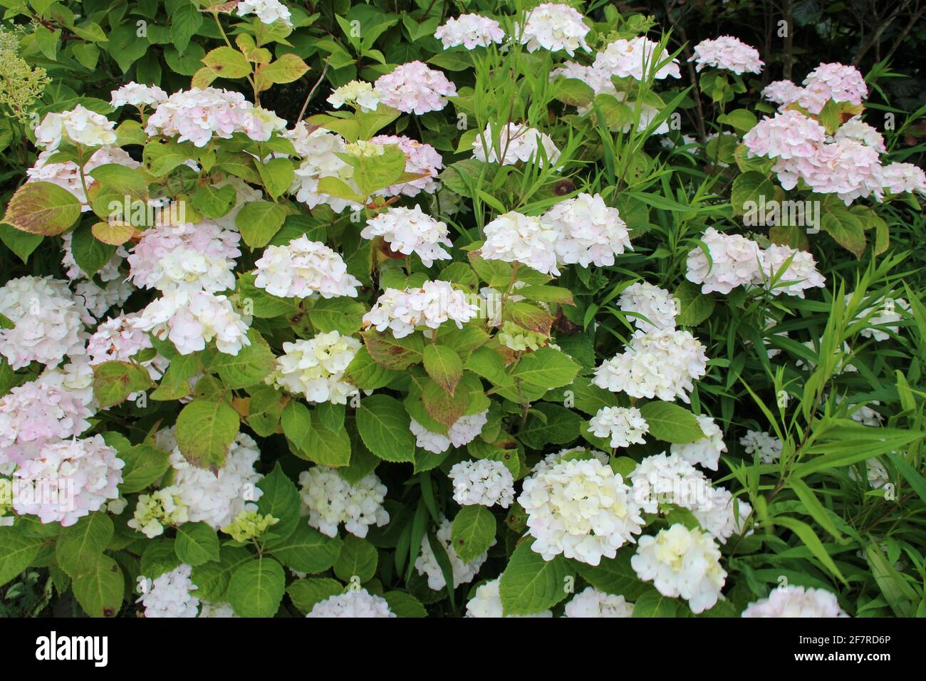 blooming plants in a garden in france Stock Photo - Alamy