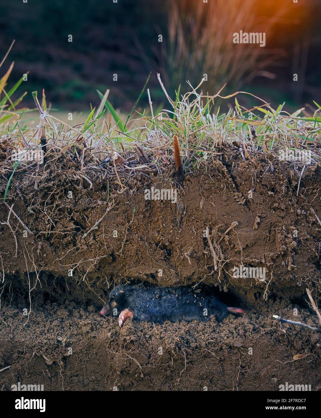 Subterranean View High Resolution Stock Photography and Images - Alamy