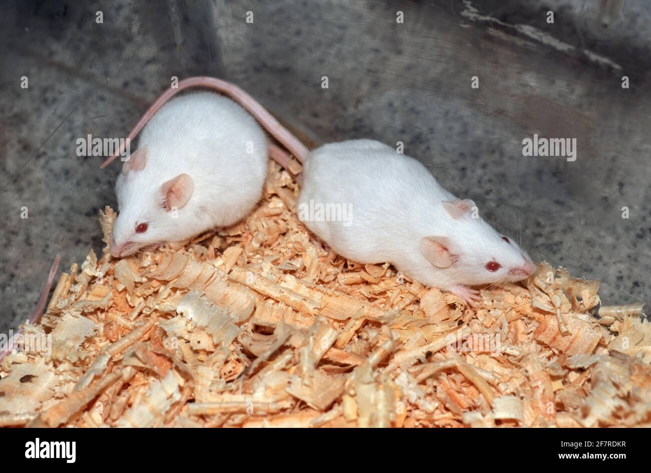 Transgenic Animal High Resolution Stock Photography and Images - Alamy