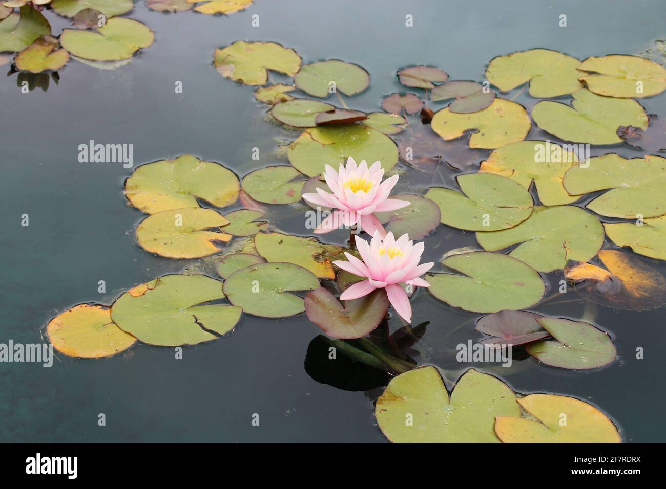 blooming plants in a garden in france Stock Photo - Alamy