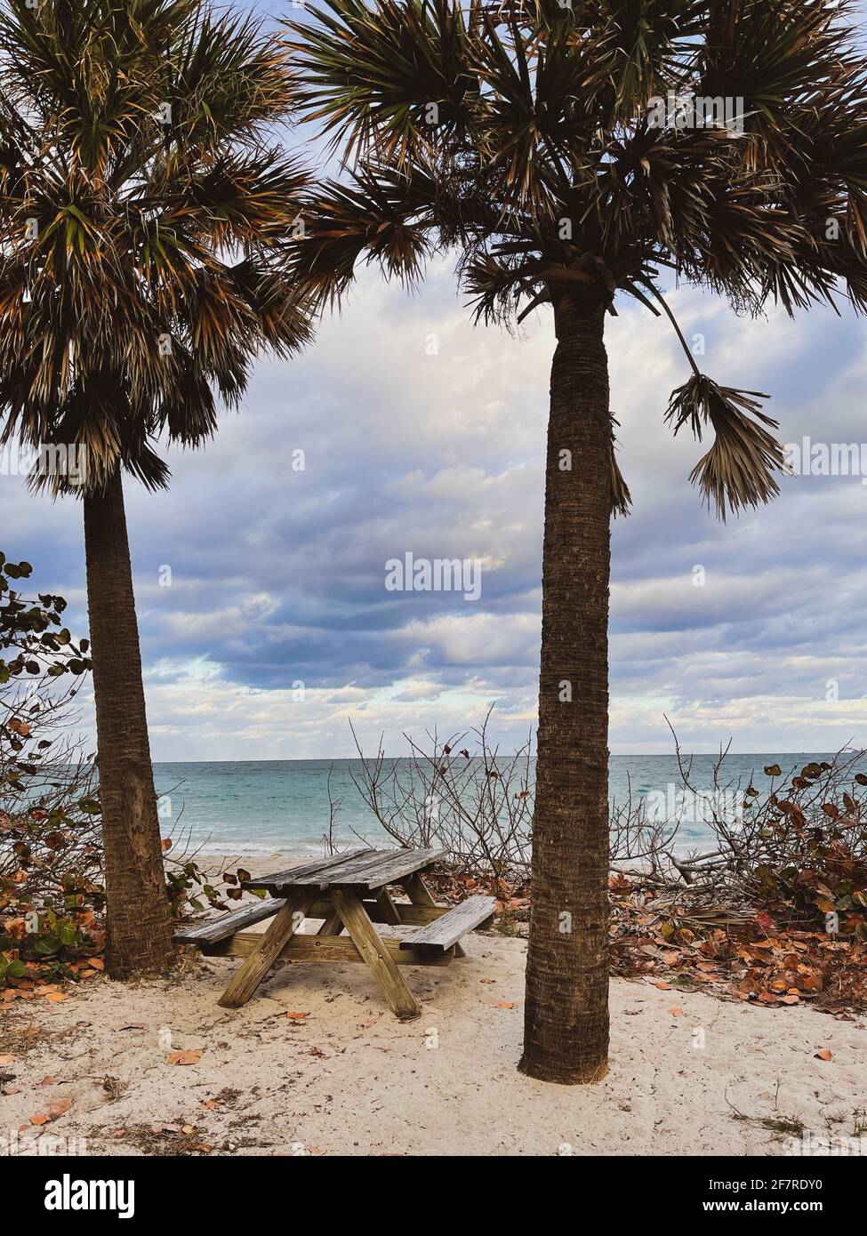 Vertical shot of a wooden picnic table under coconut palm trees on a ...
