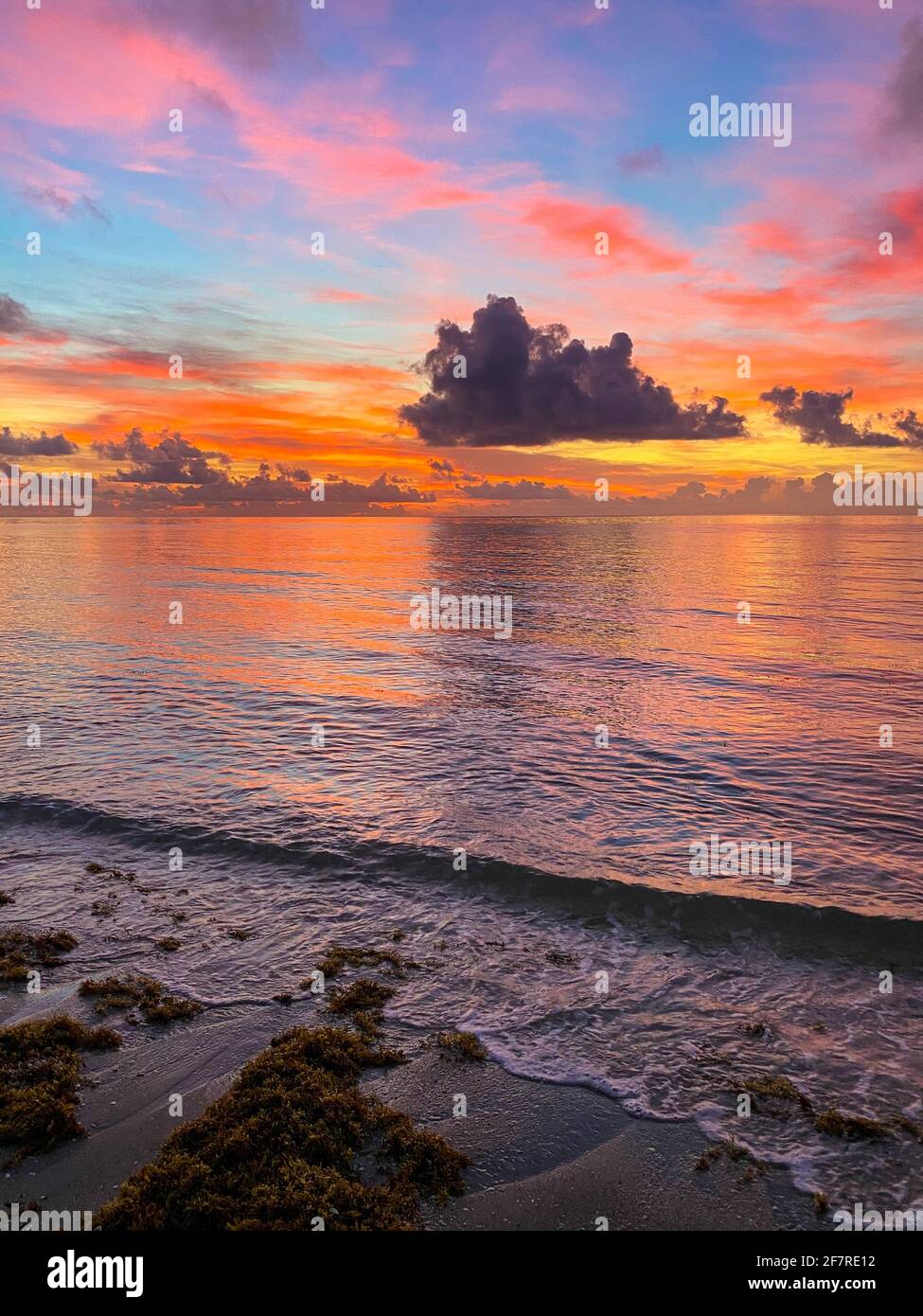 Vertical golden sunset view of a wild ocean coast in summer with purple ...