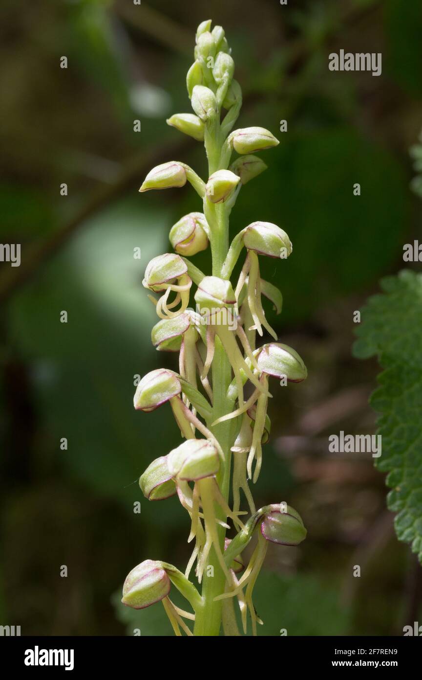Man orchid uk hi-res stock photography and images - Alamy