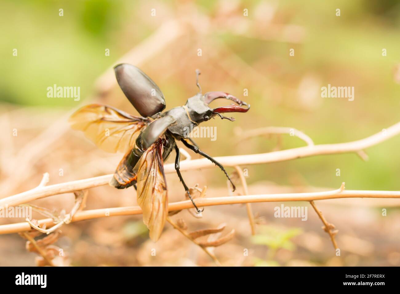 Stag Beetle Wings Stag Beetle Lucanus Cervus Realistic Illustration