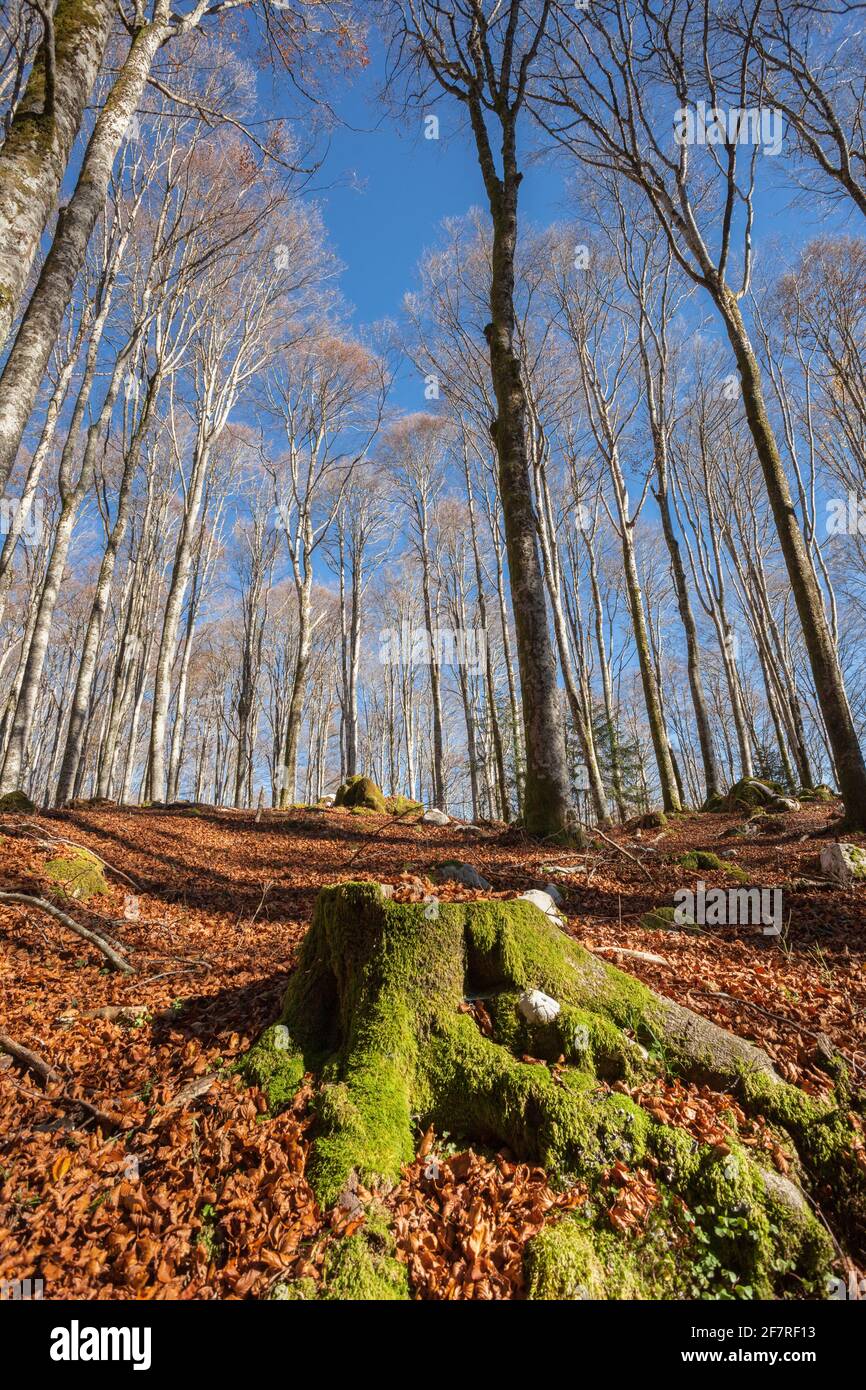 foliage inside an Italian forest at fall Stock Photo - Alamy