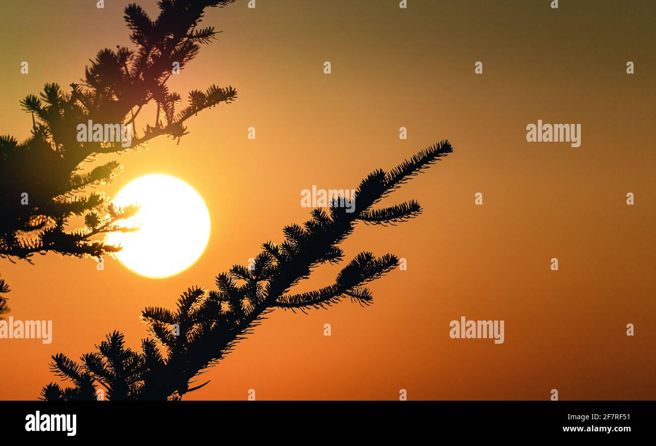 Canadian forest winter hi-res stock photography and images - Alamy