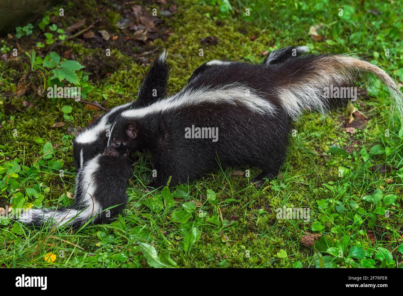 Adult Striped Skunk (Mephitis mephitis) Grabs at Kits Summer - captive ...