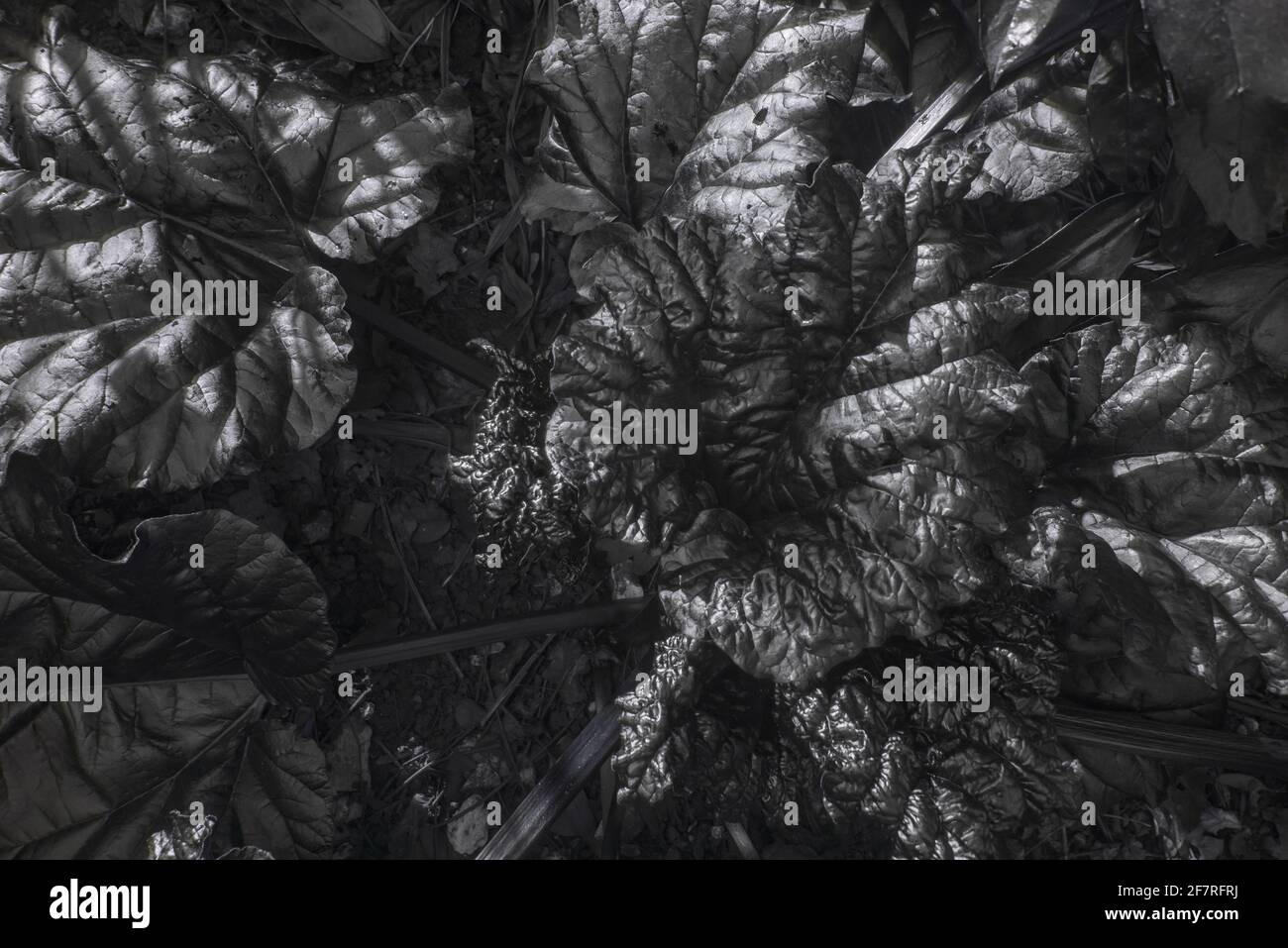 New growth of Rheum x hybridum, rhubarb leaves showing black leaves ...