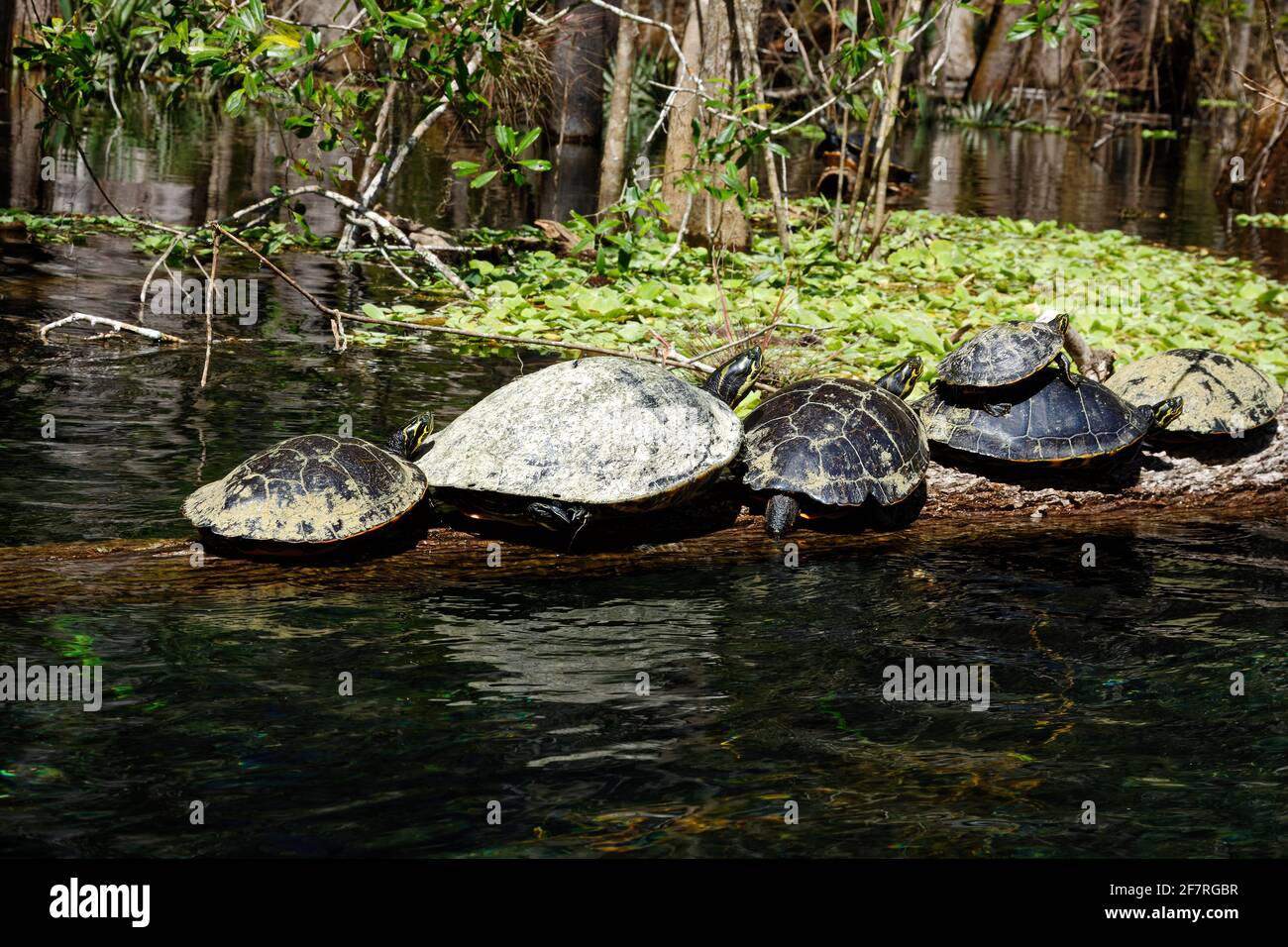 6 turtles on log, sunning, mud encrusted shells, marine wildlife ...