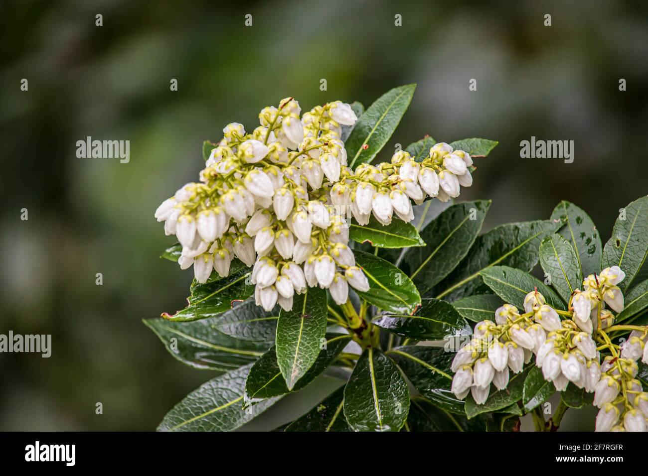 Beautiful spring flowers against a blurred background in a park in ...