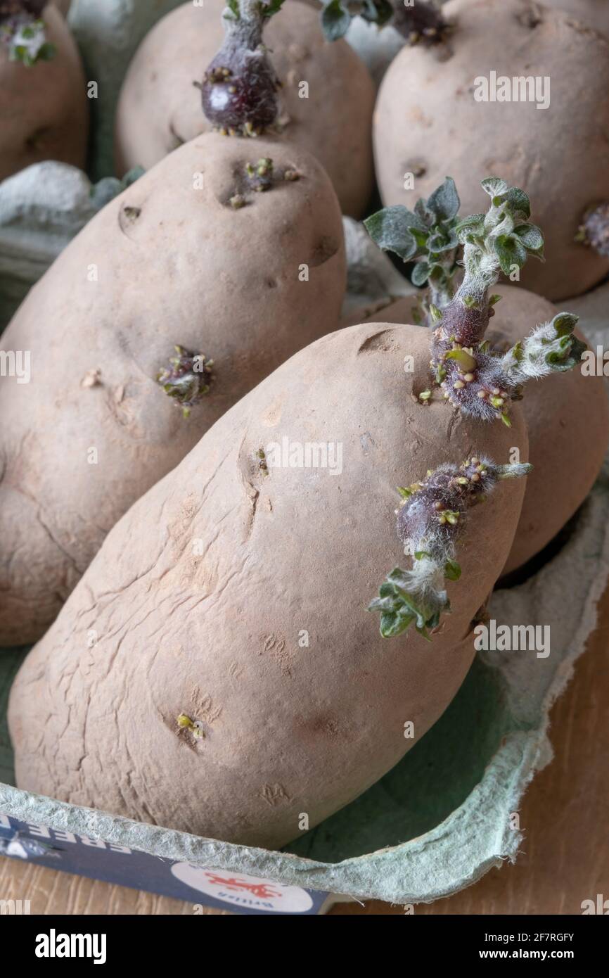 Pre sprouting your potatoes hi-res stock photography and images - Alamy