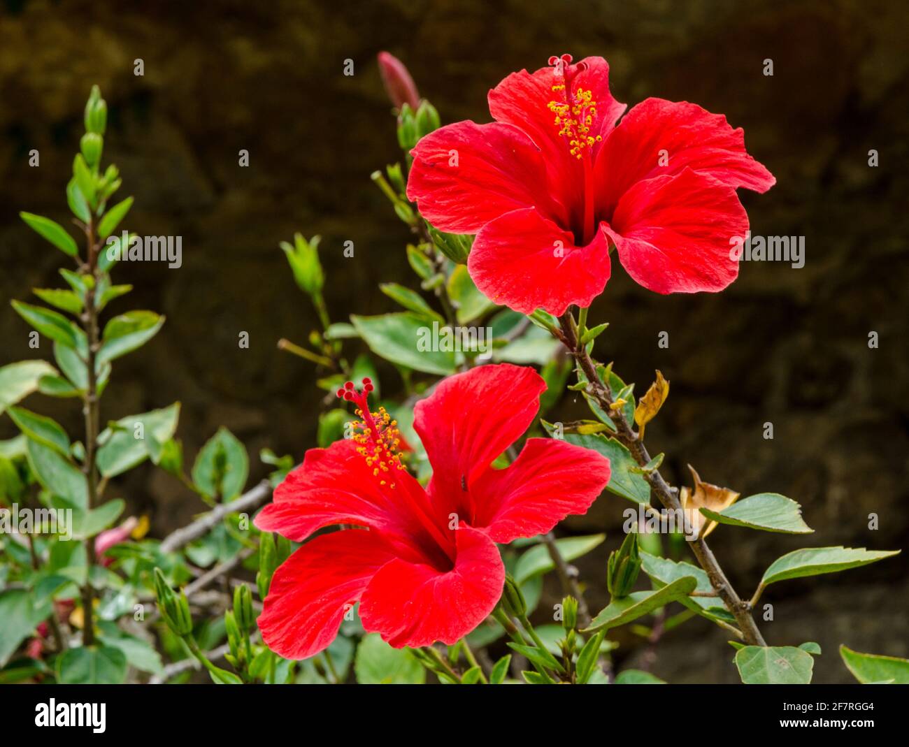Hibiscus rosa-sinensis, known colloquially as Chinese hibiscus, China ...