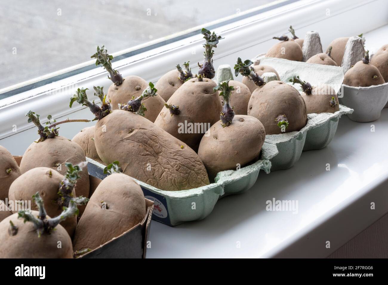 Pre sprouting your potatoes hi-res stock photography and images - Alamy