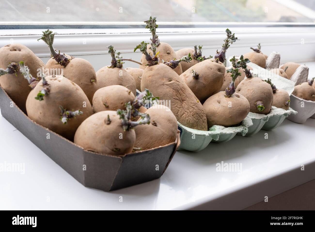 Chitting Potatoes Windowsill High Resolution Stock Photography and ...