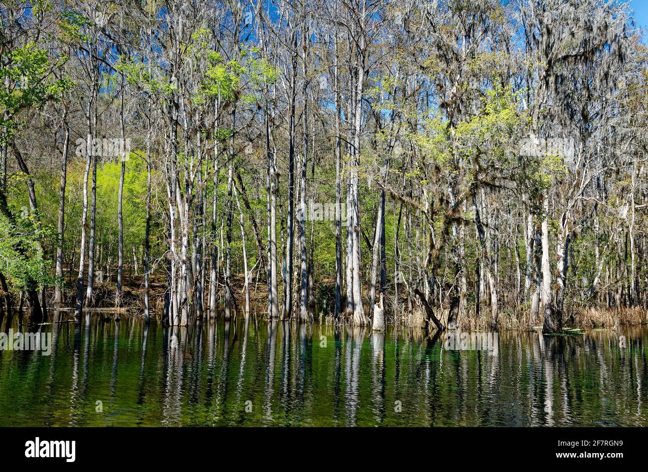 river scene, clear water, nature, reflections, trees, new leaf growth ...