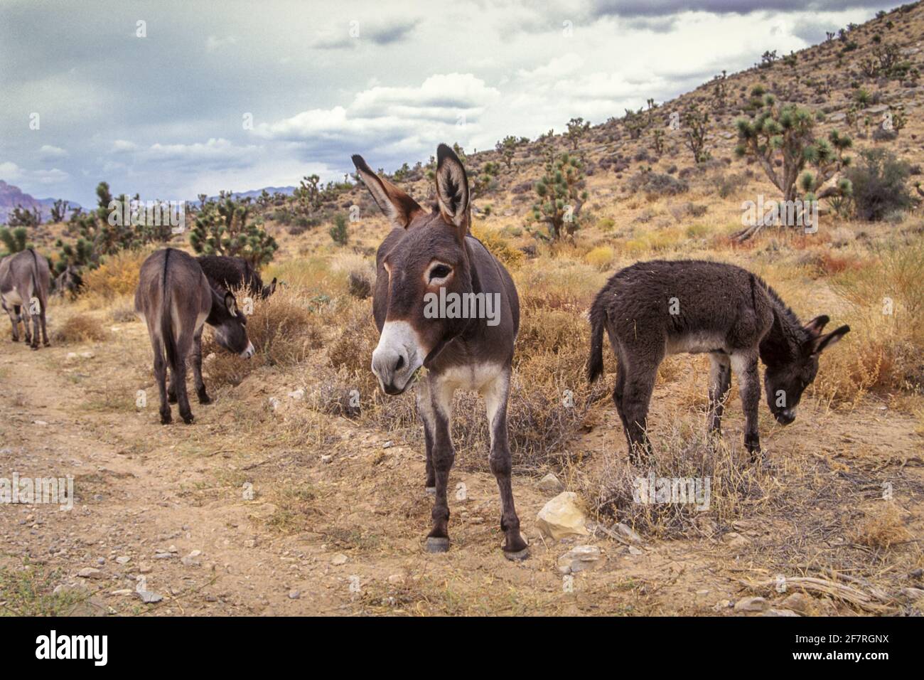 Burros hi-res stock photography and images - Alamy