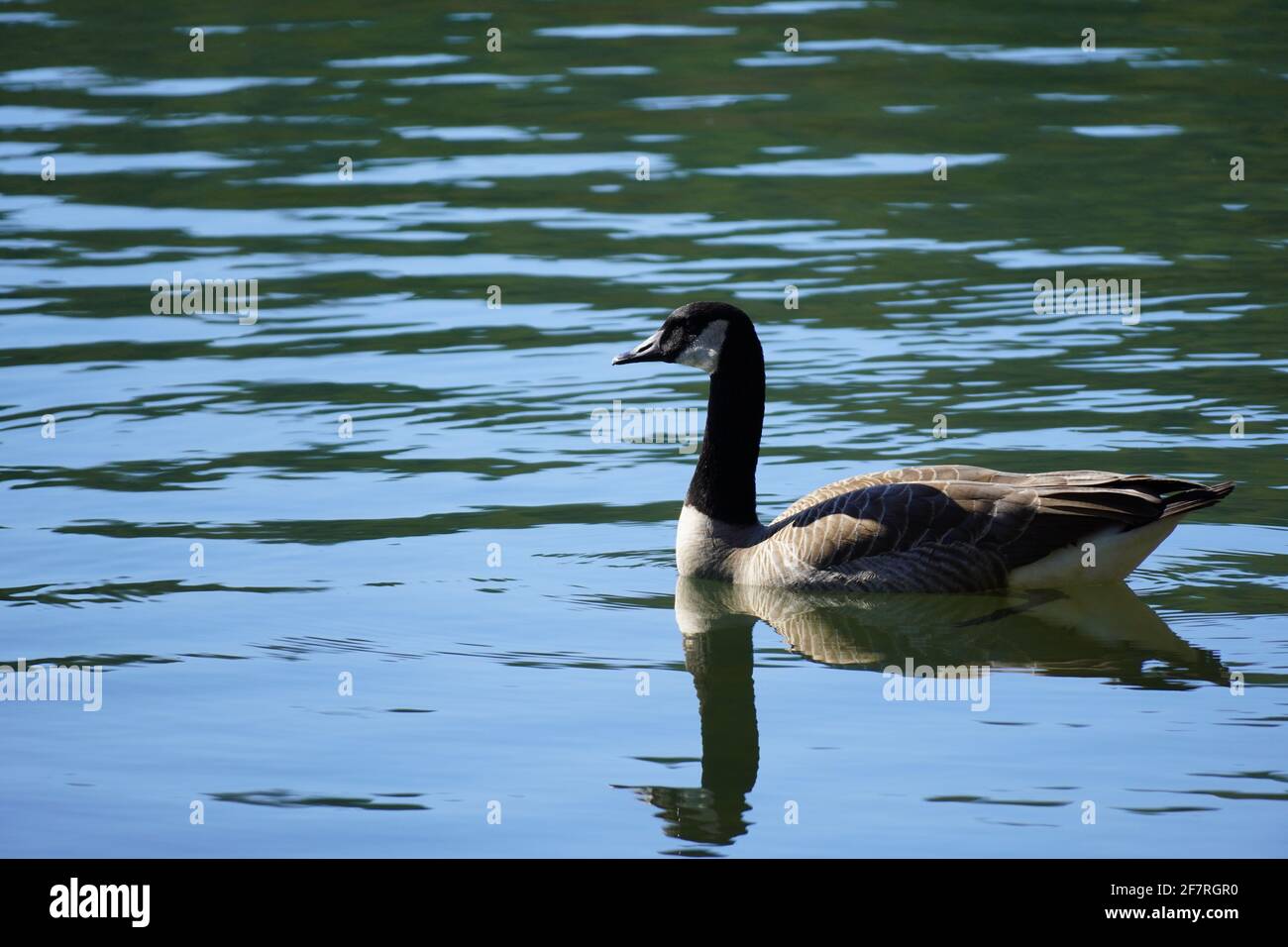 Beautiful canada goose swimming hi-res stock photography and images - Alamy