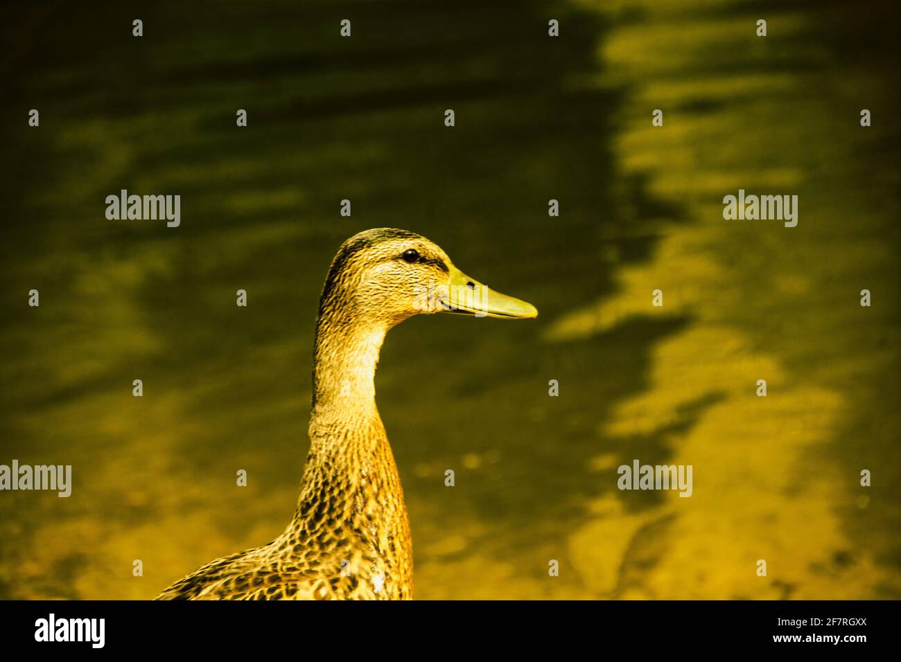Ocher colors hi-res stock photography and images - Alamy